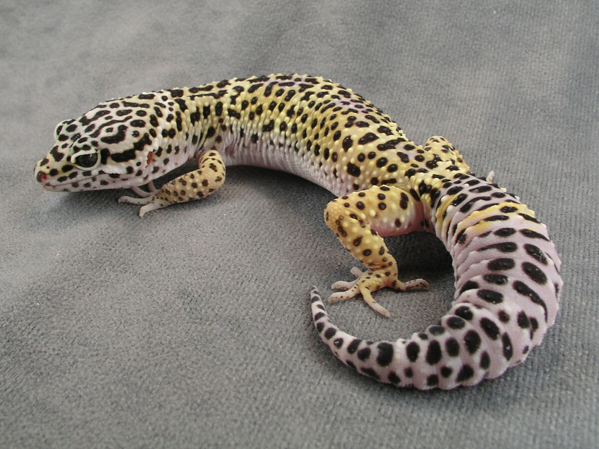 Gecko | Natural Wiki | Fandom