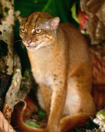 Gato rojo de Borneo | Natural Wiki | Fandom