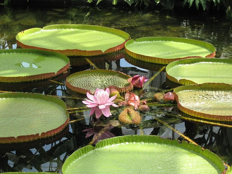 Amazon Water Lily | Natural History Wiki | Fandom