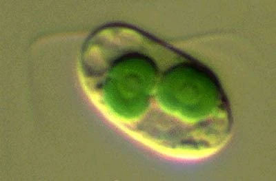 Category:Glaucophytes | Natural History Wiki | Fandom