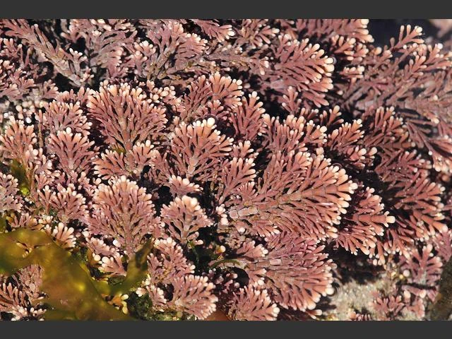 Coral Weed | Natural History Wiki | Fandom