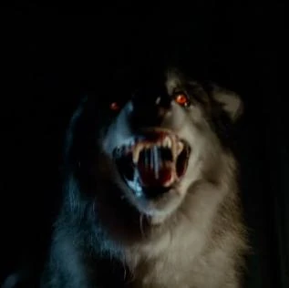 Ashe Werewolf - True Blood | Natural Instincts RPG Wiki | Fandom