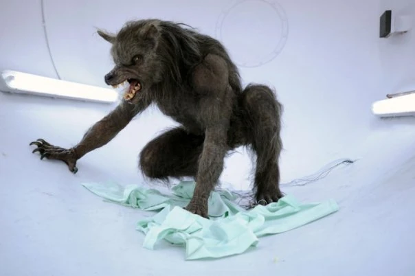 Elm Werewolf - Being Human | Natural Instincts RPG Wiki | Fandom