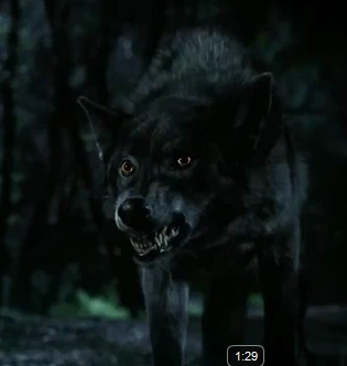 Oak White Werewolf - TVD | Natural Instincts RPG Wiki | Fandom