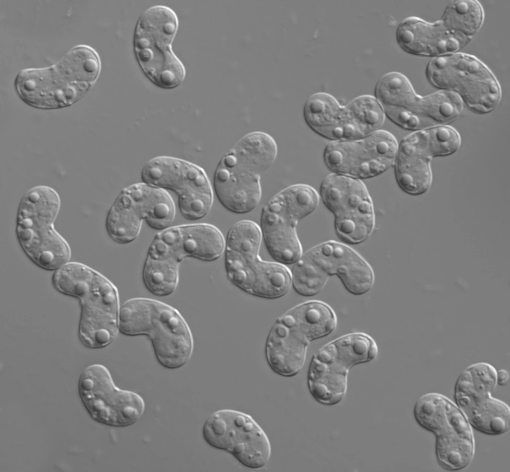 Myxozoa | Зоовики | Fandom