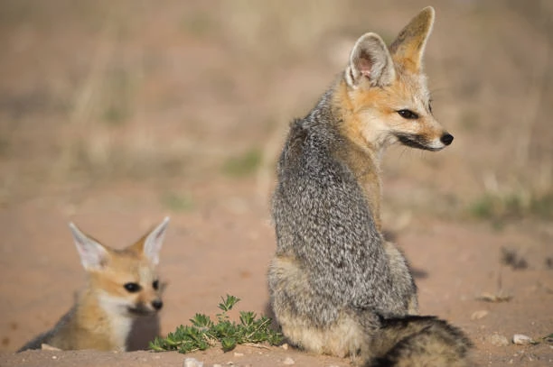 Cape Fox | Nature Forever Wiki | Fandom