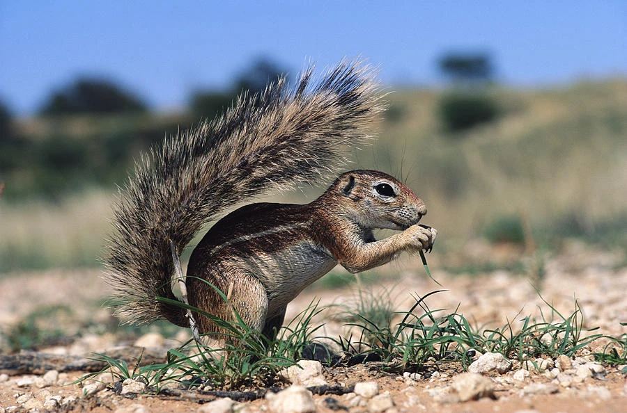 Cape Ground Squirrel | Nature Forever Wiki | Fandom