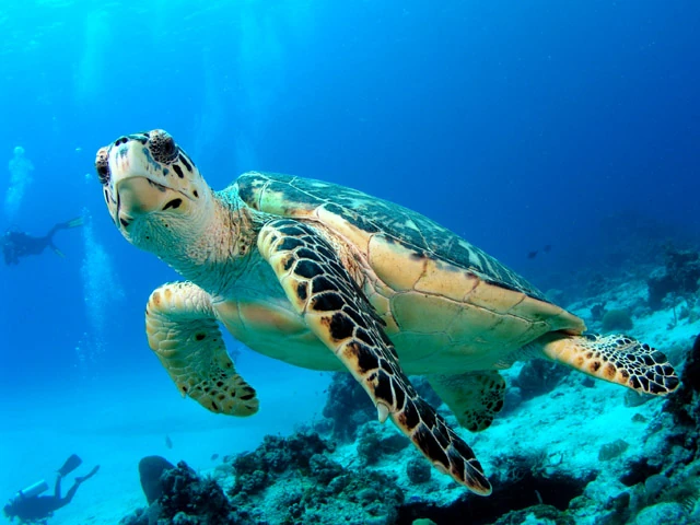 Turtle | Nature Wiki | Fandom