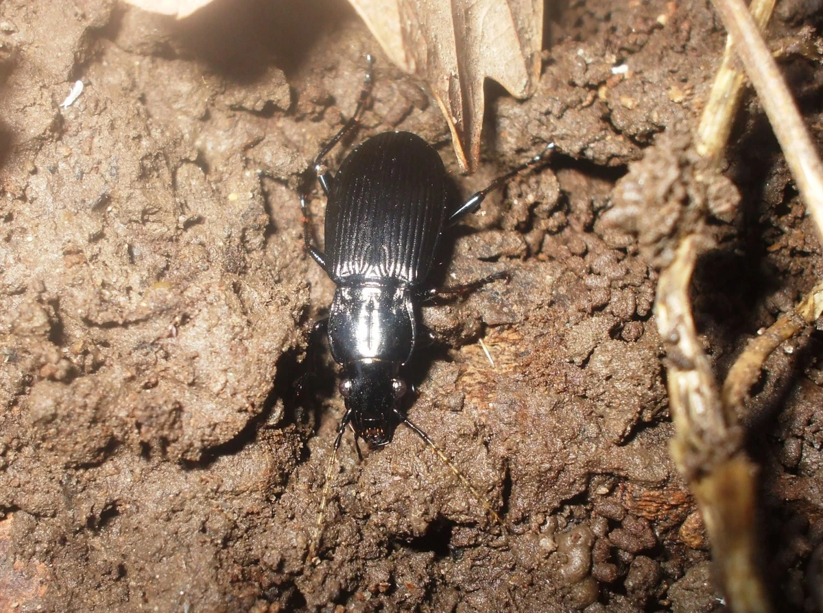 Beetle | Nature Wiki | Fandom