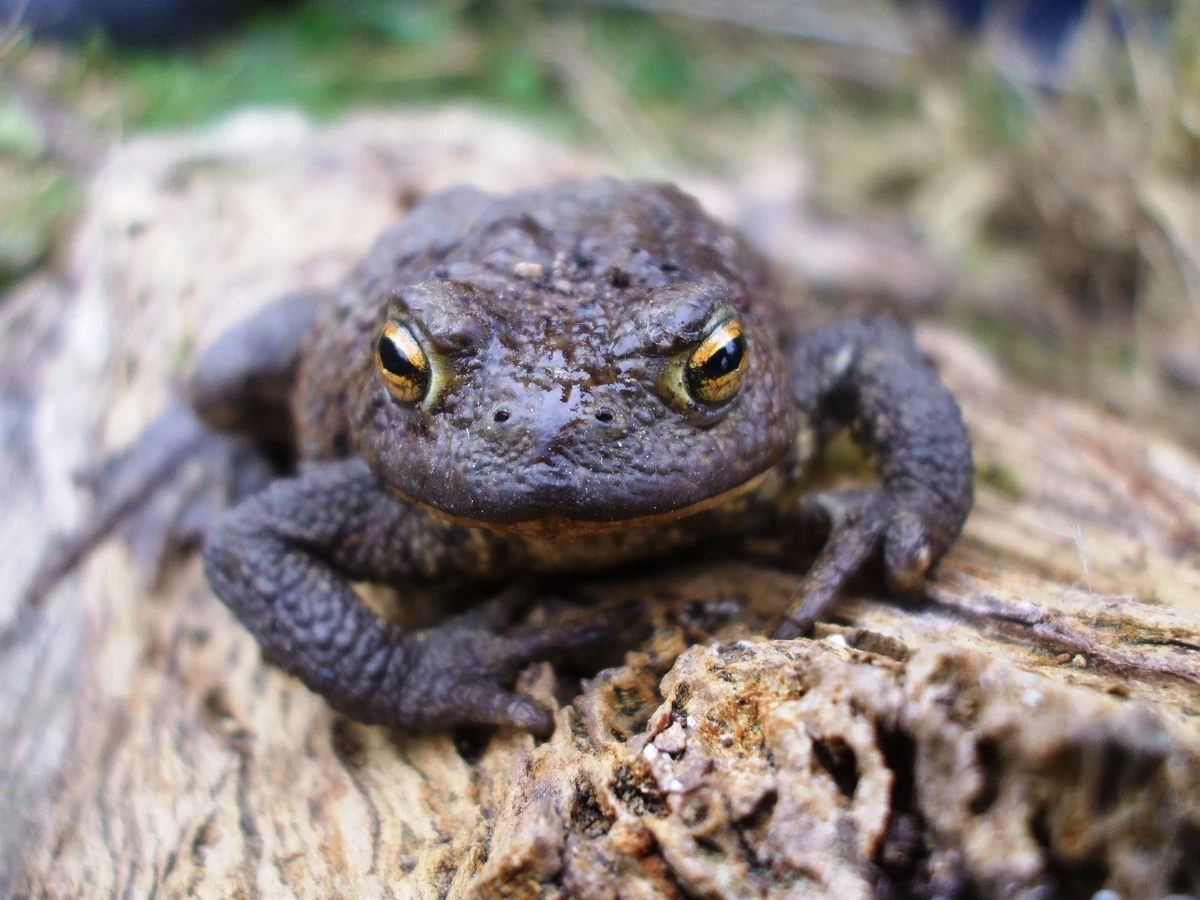 Animal | Nature Wiki | Fandom