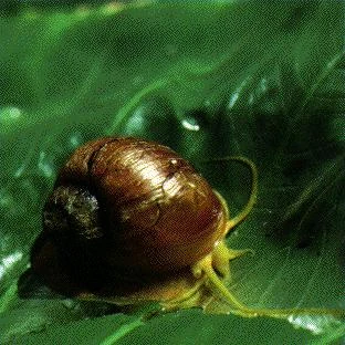 List of Snail Species | Nature Wiki | Fandom