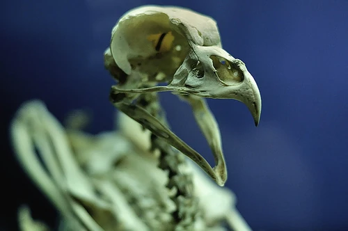 Skeleton | Nature Wiki | Fandom