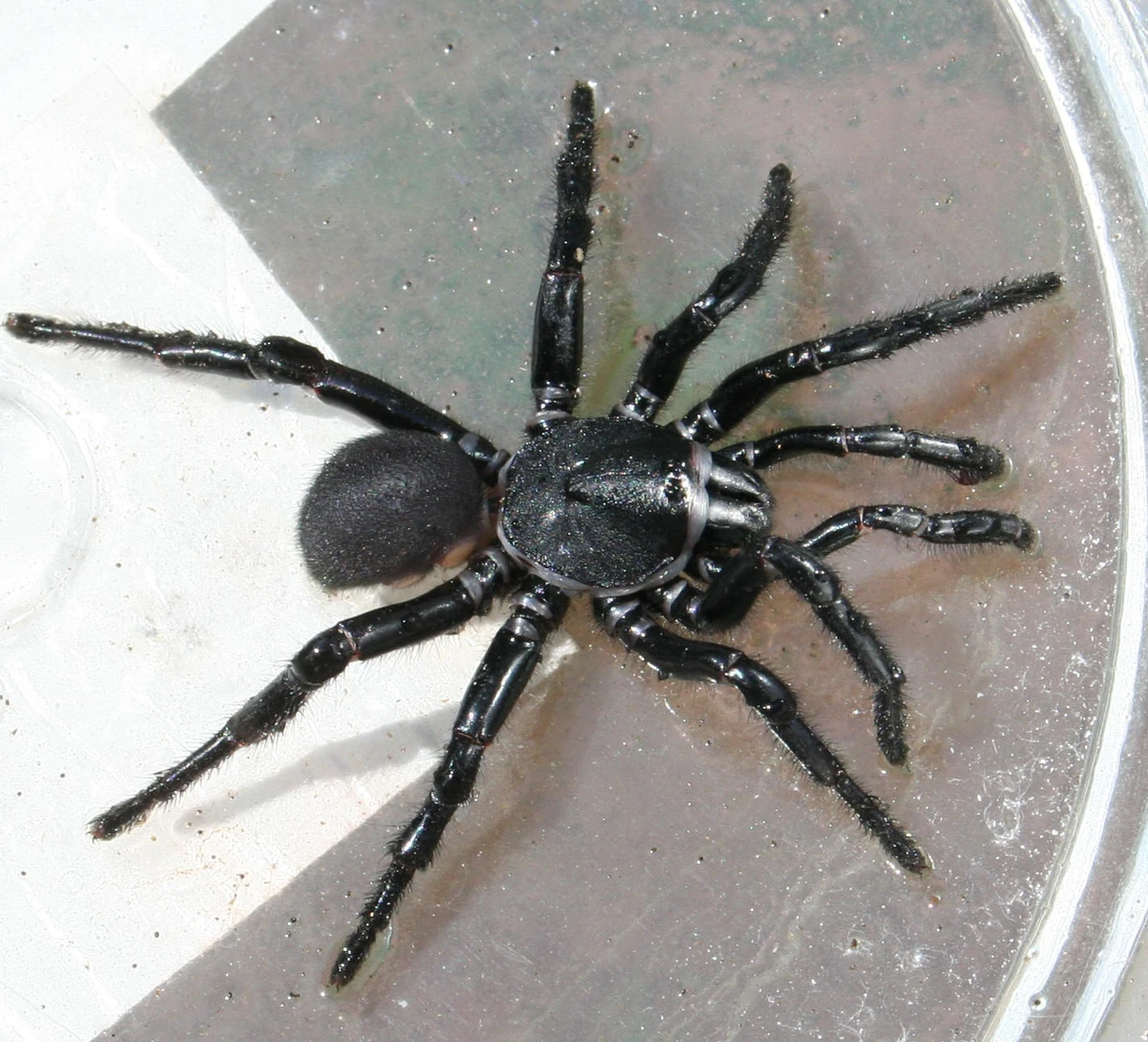 Black purse-web spider | Nature of the World Wiki | Fandom