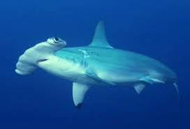 Scalloped Hammerhead | Nature of the World Wiki | Fandom