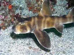 Heterodontidae
