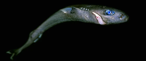 Dwarf Lantern Shark Teeth