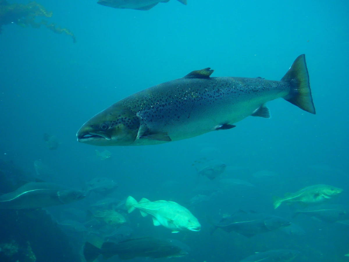 Atlantic Salmon | Nature of the World Wiki | Fandom