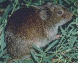 Meadow Vole | Nature of the World Wiki | Fandom