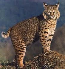 Bobcat | Nature of the World Wiki | Fandom