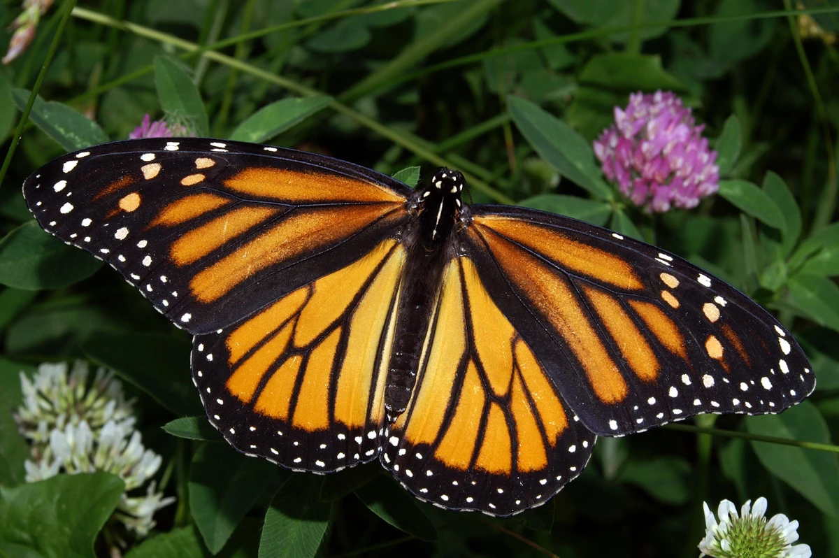 Monarch Butterfly | Nature of the World Wiki | Fandom