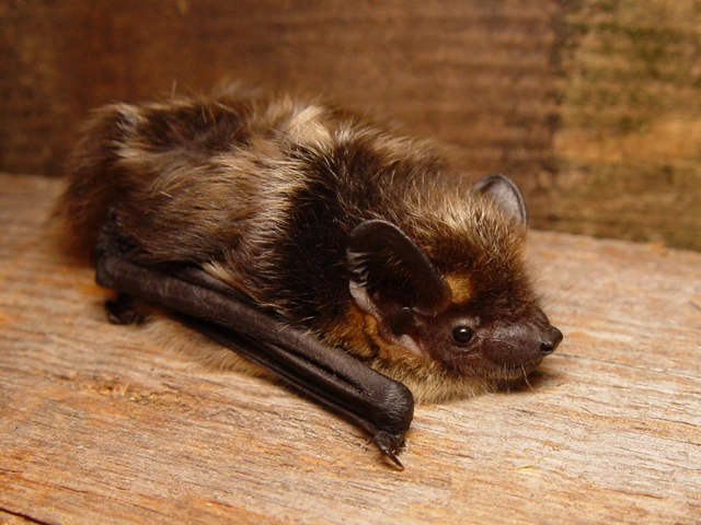 Northern Bat | Nature of the World Wiki | Fandom