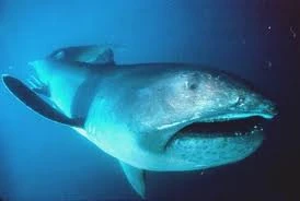 Megamouth Shark | Nature of the World Wiki | Fandom