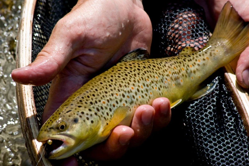 Brown Trout | Nature of the World Wiki | Fandom