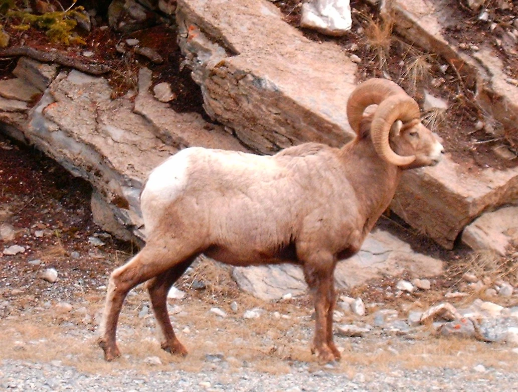 Bighorn Sheep | Nature of the World Wiki | Fandom