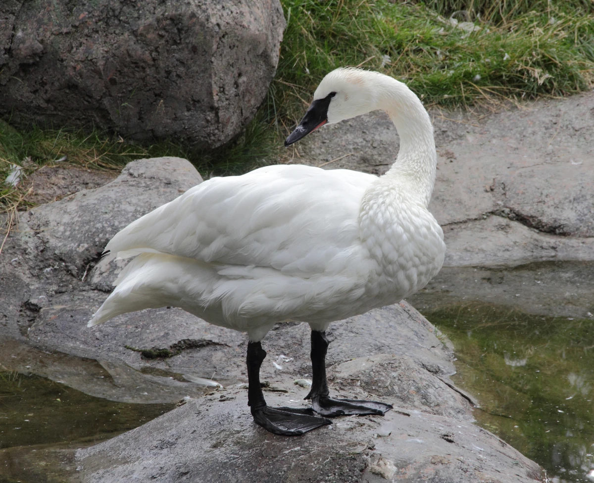 Trumpeter Swan | Nature of the World Wiki | Fandom