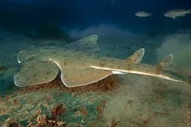 Indonesian Angelshark | Nature of the World Wiki | Fandom