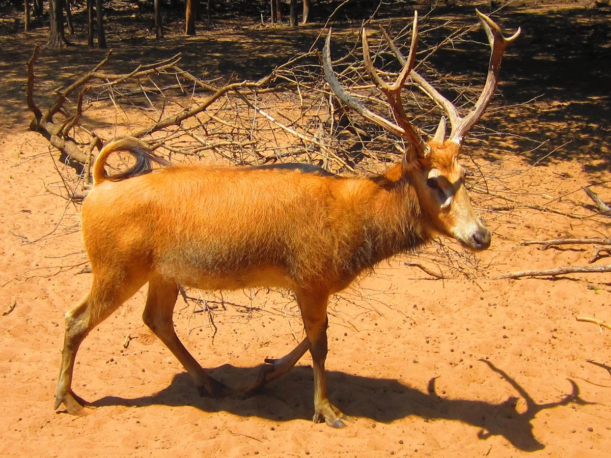 Père David's deer | Nature of the World Wiki | Fandom