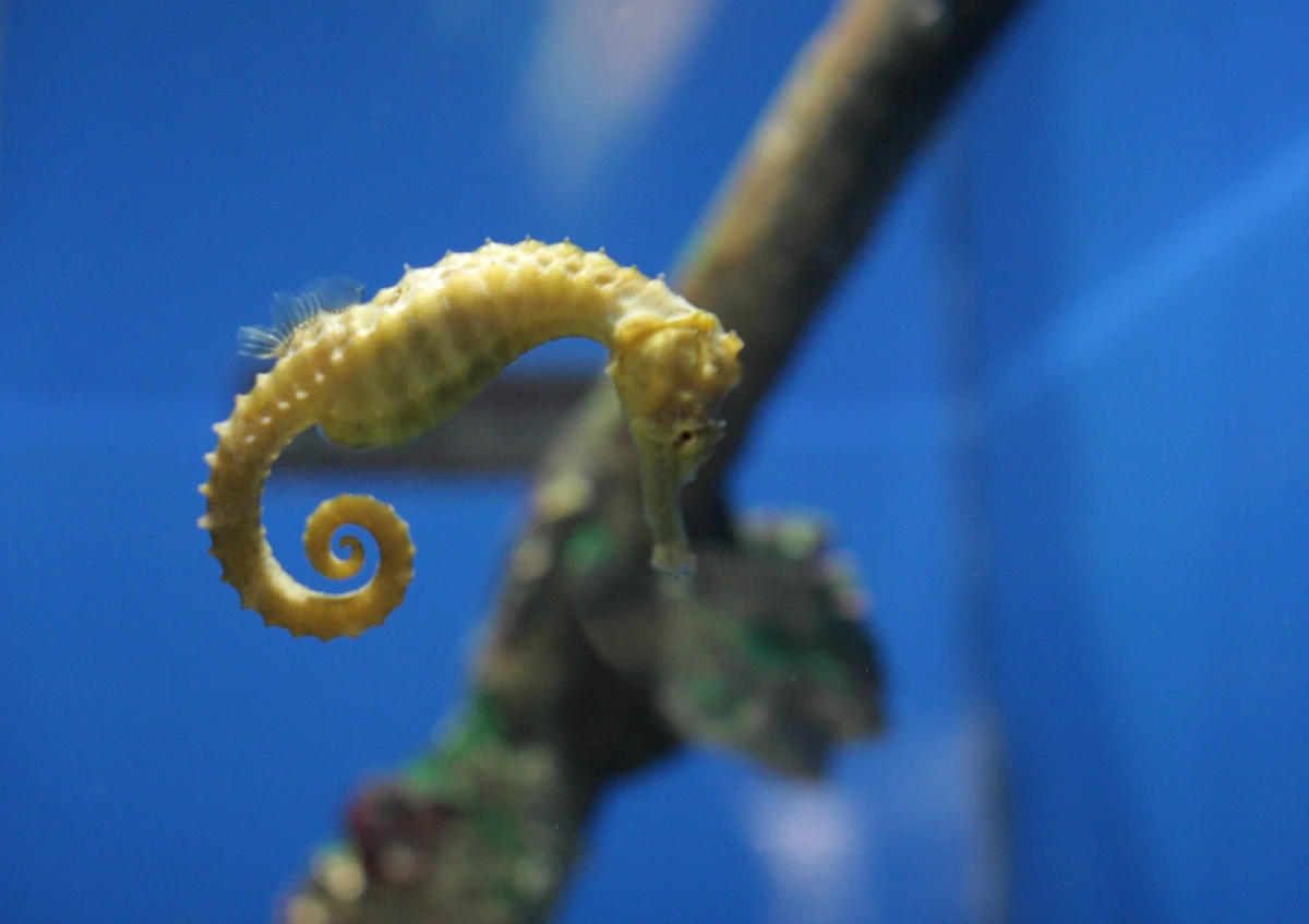 Lined Seahorse | Nature of the World Wiki | Fandom