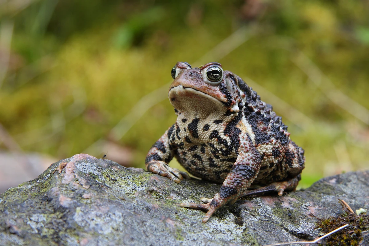 American Toad | Nature of the World Wiki | Fandom