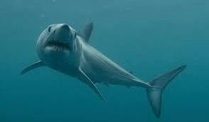 Graceful Shark | Nature of the World Wiki | Fandom