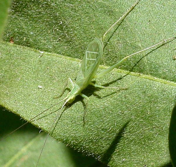 Tree Cricket | Nature of the World Wiki | Fandom