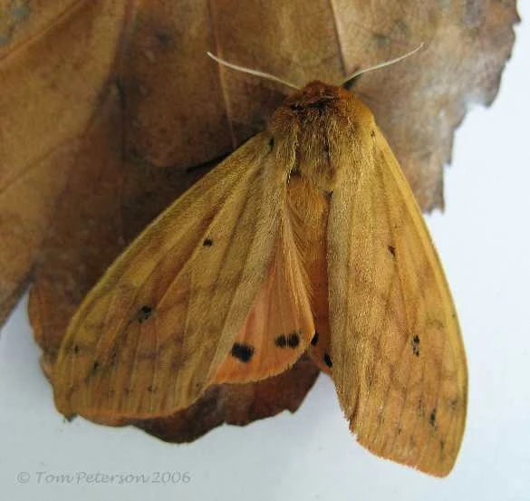 Isabella Tiger Moth | Nature of the World Wiki | Fandom