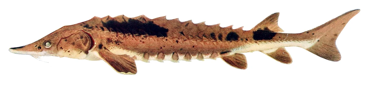Lake Sturgeon | Nature of the World Wiki | Fandom