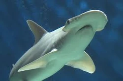 Bonnethead | Nature of the World Wiki | Fandom