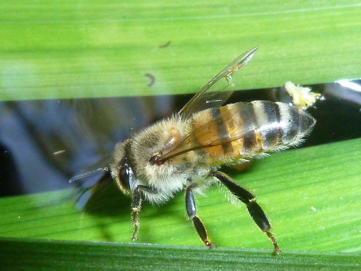 African Honey Bee | Nature of the World Wiki | Fandom