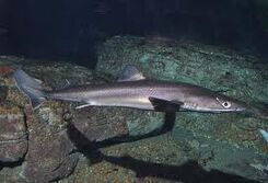 Kitefin Shark | Nature of the World Wiki | Fandom