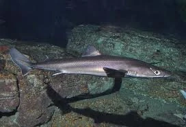 Kitefin Shark | Nature of the World Wiki | Fandom