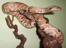 Candoia | Nature of the World Wiki | Fandom