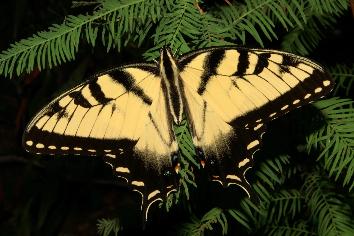 Eastern Tiger Swallowtail | Nature of the World Wiki | Fandom