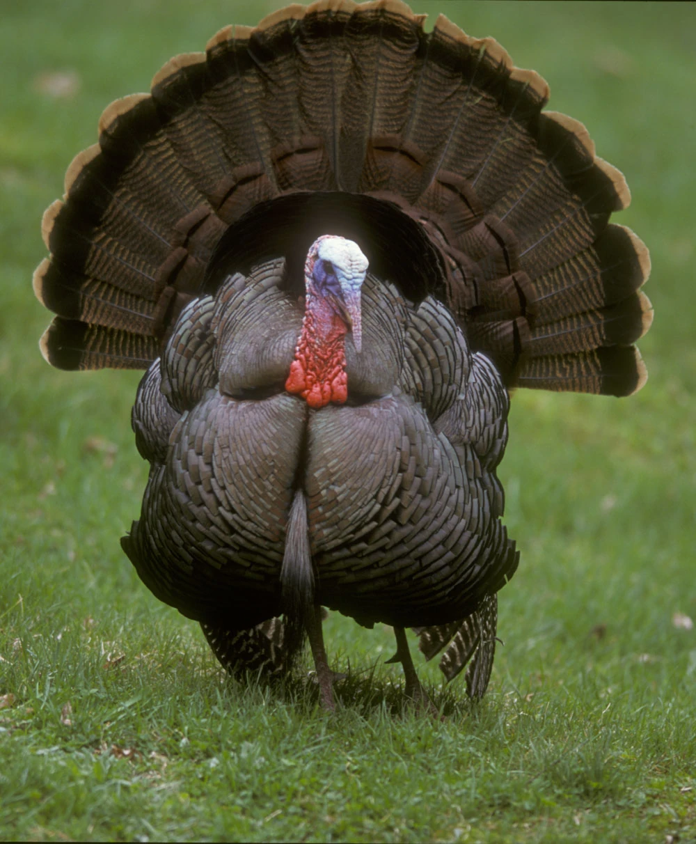 Wild Turkey | Nature of the World Wiki | Fandom