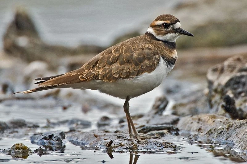 Killdeer | Nature of the World Wiki | Fandom