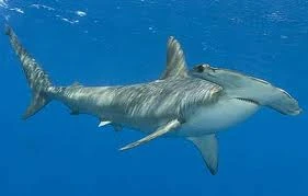 Smooth Hammerhead | Nature of the World Wiki | Fandom