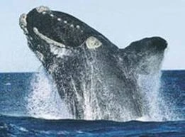 North Pacific Right Whale | Nature of the World Wiki | Fandom