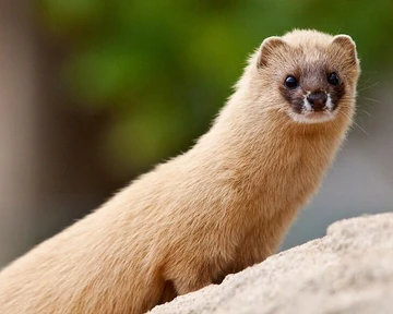 Himalayan Weasel