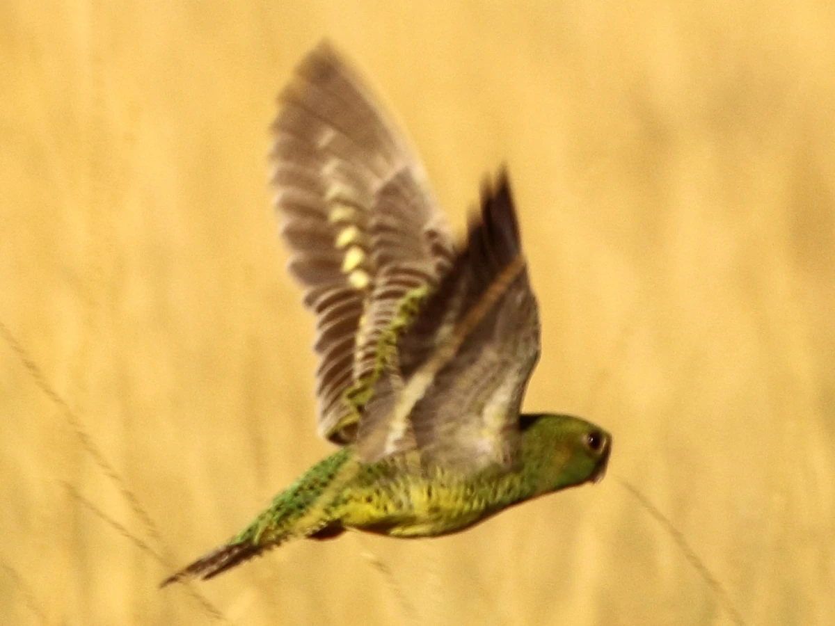 Night Parrot | NatureRules1 Wiki | Fandom