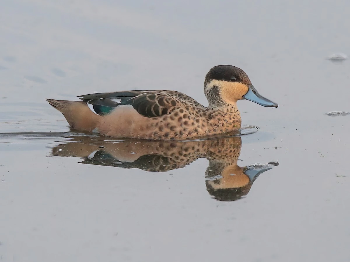 Blue-billed Teal | NatureRules1 Wiki | Fandom